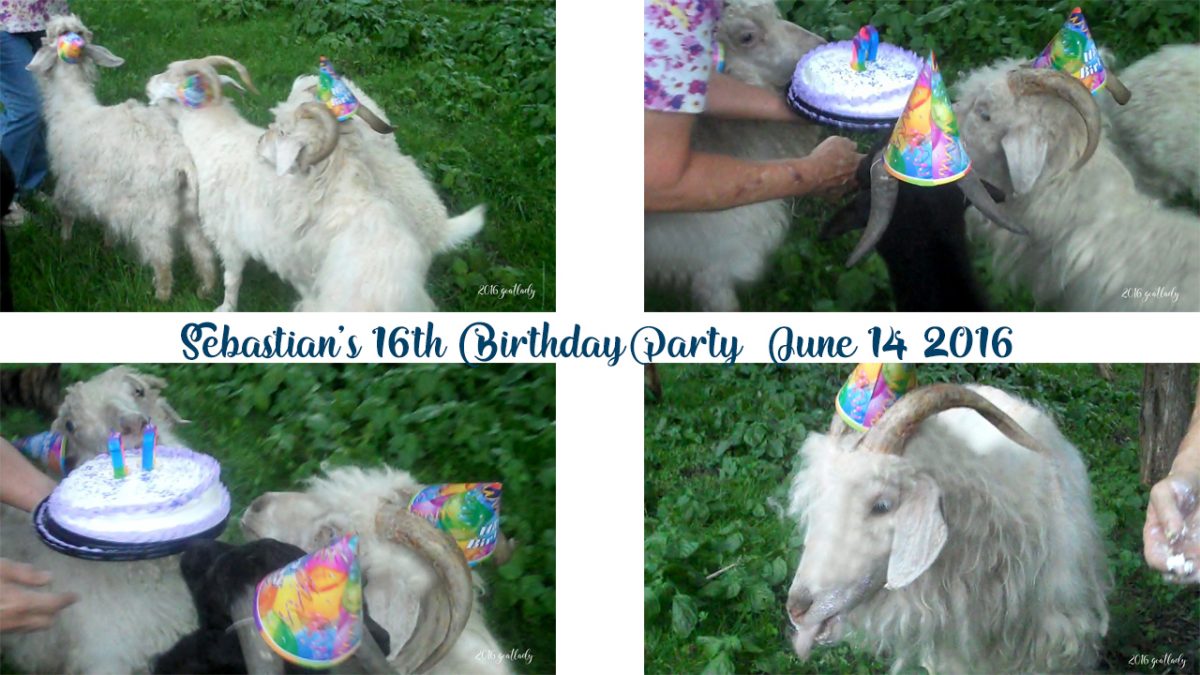 Sebastian – The Angora Goat – GetYerGoat™ for Goat Lovers